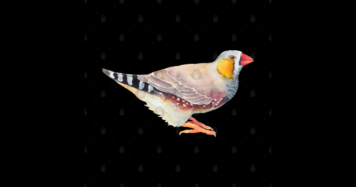 Zebra Finch - Australian Bird Illustration - Zebra Finch - Posters and ...