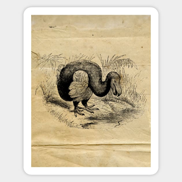 Dobo Bird Vintage Black and White Illustration | Forest Wildlife Bird ...