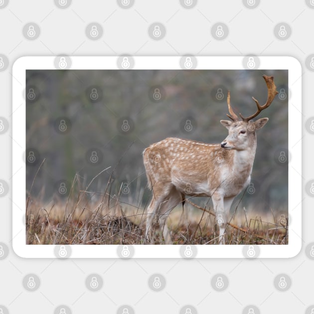 Majestic lone fallow deer - Deer - Sticker | TeePublic
