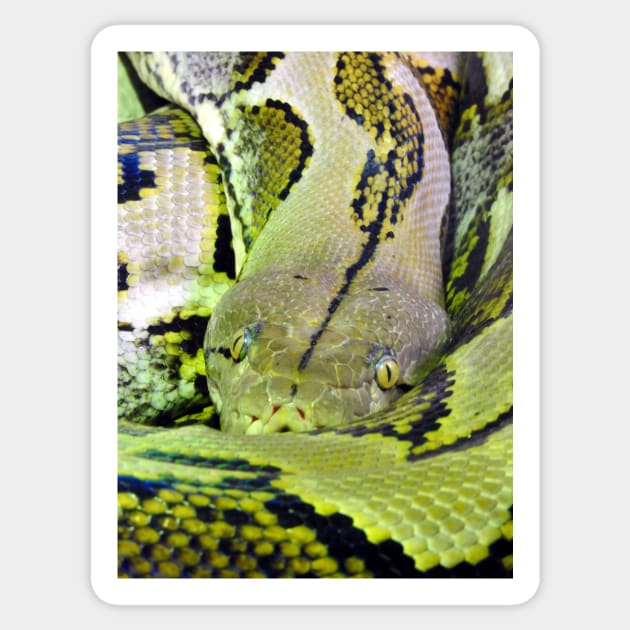 Reticulated Python - Reticulated Python - Sticker | TeePublic