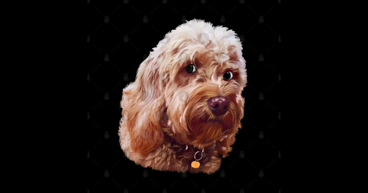 Cute Cavapoo Cavoodle puppy dog side eye Face - cavalier king charles spaniel poodle, puppy love ...