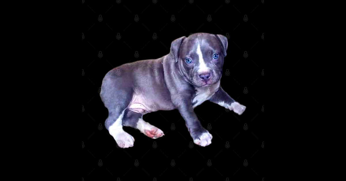Cute Blue line pit bull dog puppy - with blue eyes - Pit Bull - Pin ...