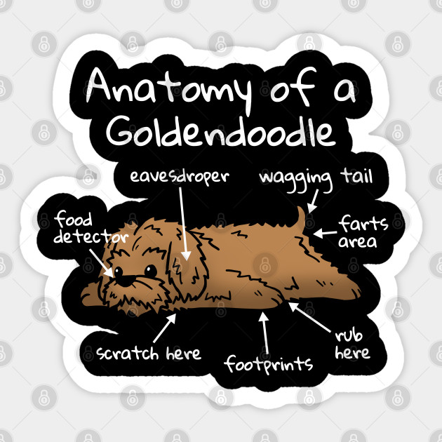 Anatomy Of A Goldendoodle - Goldendoodle - Sticker | 20% OFF Today Sale ...