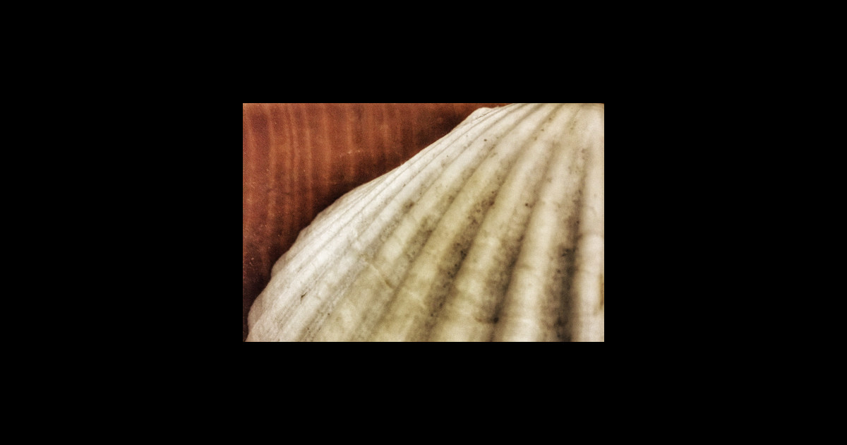 Scallop Shell Detail - Scallop Shell - Sticker | TeePublic