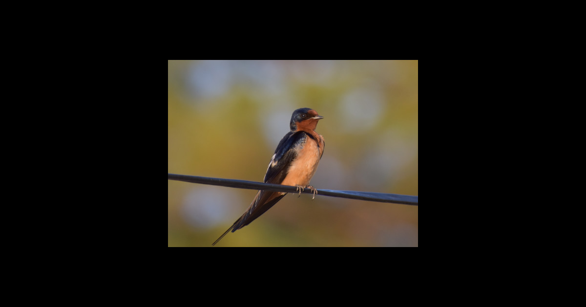 Barn Swallow - Barn Swallow - Sticker | TeePublic