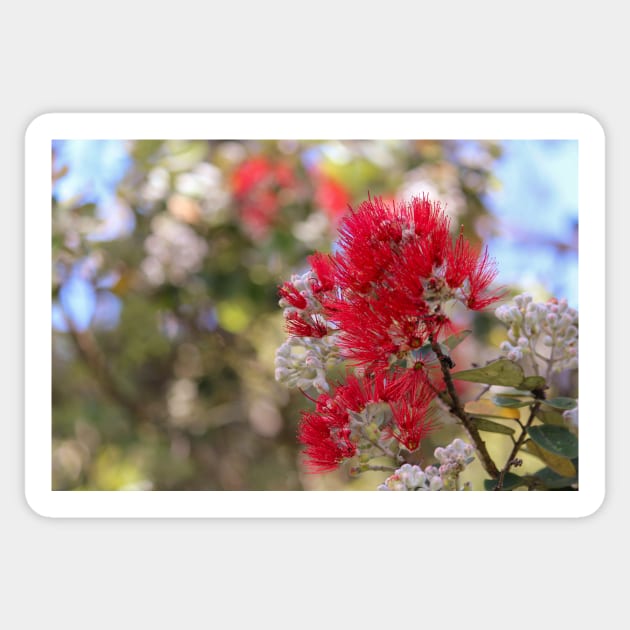 red ohia lehua - Flower - Sticker | TeePublic
