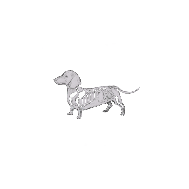Dachshund Skeleton - Sausage Dog - T-Shirt | TeePublic