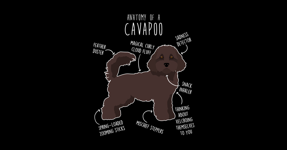 Chocolate Cavapoo Dog Anatomy - Cavapoo - Sticker | TeePublic