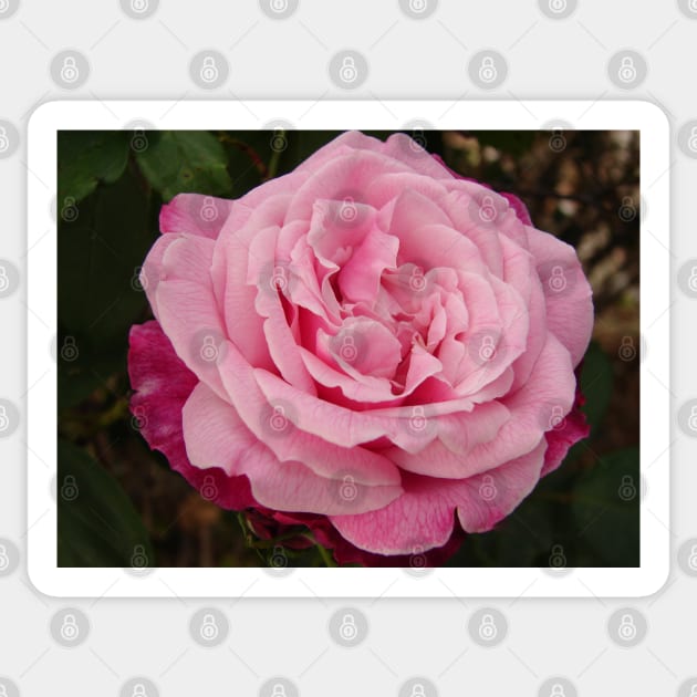 Rose Flower Pink Two Tone - Rose - Sticker | TeePublic