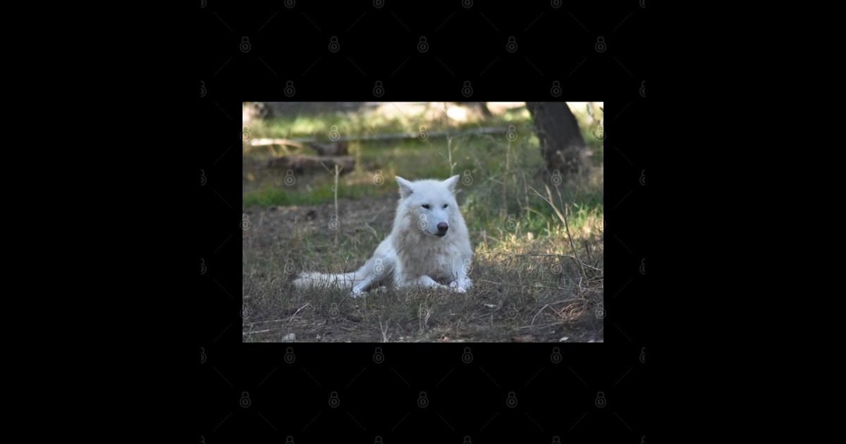 White Wolf - Wolf - Sticker | TeePublic