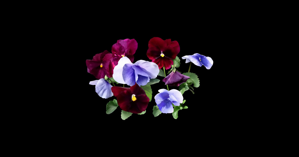 Pansies - Maroon And Purple Pansies - Pansy - Sticker | TeePublic