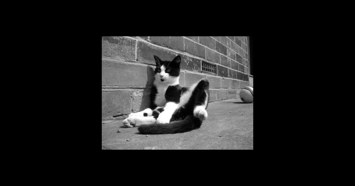 Being James Dean - Cat - Sticker | TeePublic