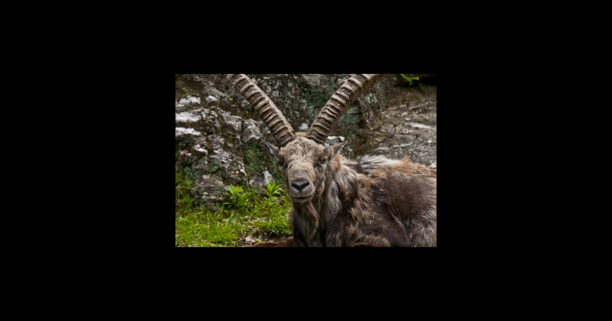 Ibex - Ibex - Sticker | TeePublic