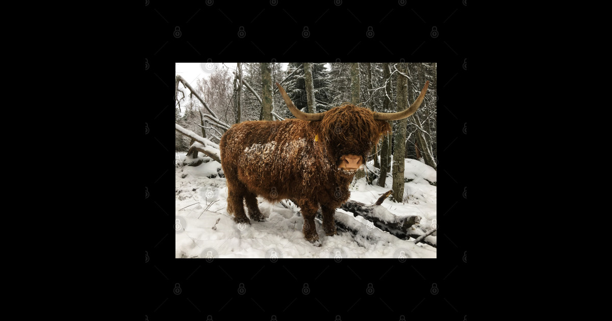 Scottish Highland Cattle Cow 2187 - Highland Cattle - Sticker | TeePublic
