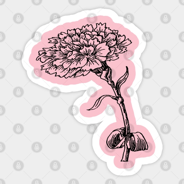 Vintage Carnation Botanical Line Art Illustration - Vintage Carnation ...