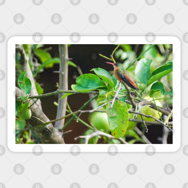 slb hummingbird male - Hummingbird - Sticker | TeePublic
