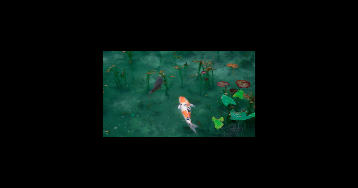 KOI FISH IN A SHINTO SHRINE POND - Koi Fish - Sticker | TeePublic