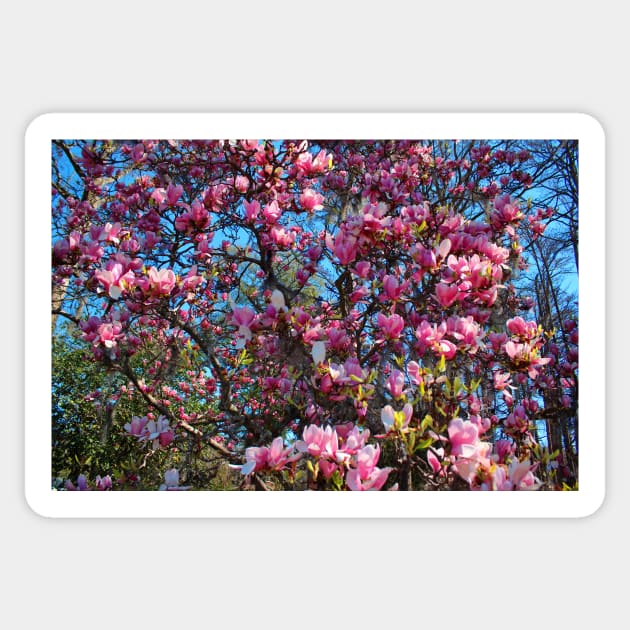 Cherry Blossoms - Cherry Blossom Tree - Sticker | TeePublic