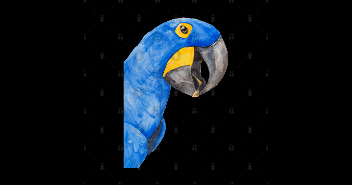 hyacinth macaw blue parrot bresil watercolor art print - Hyacinth ...