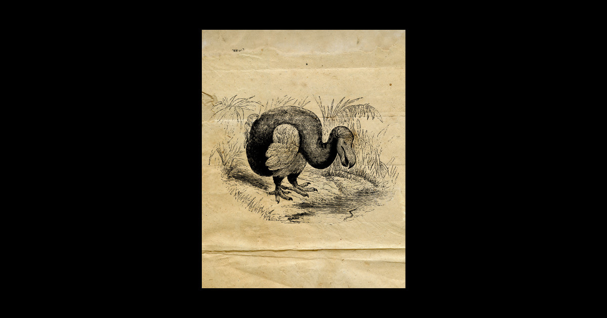 Dobo Bird Vintage Black and White Illustration | Forest Wildlife Bird ...