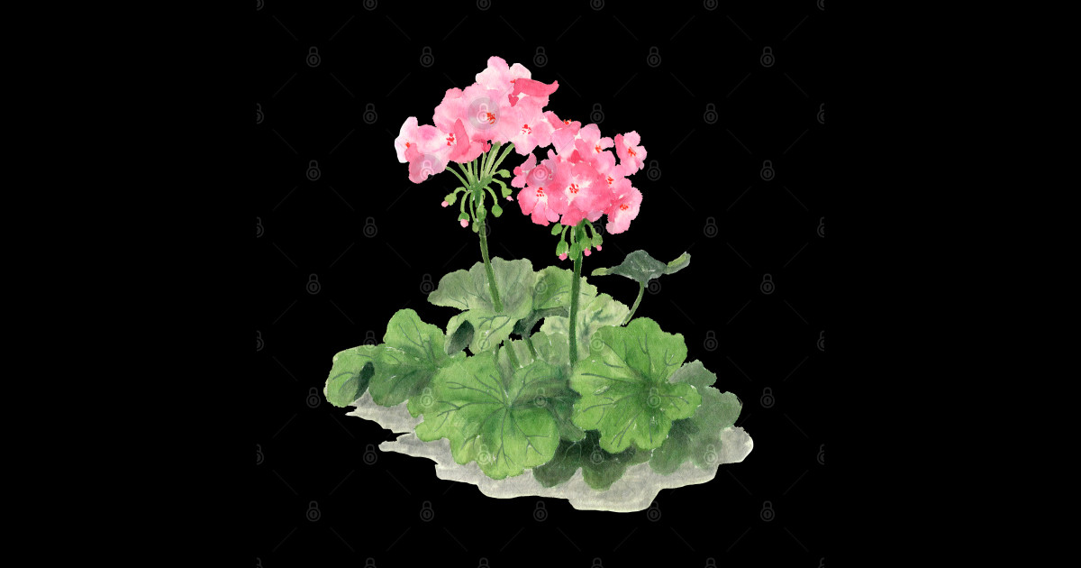 April 24th birthday flower - Birthday - Sticker | TeePublic