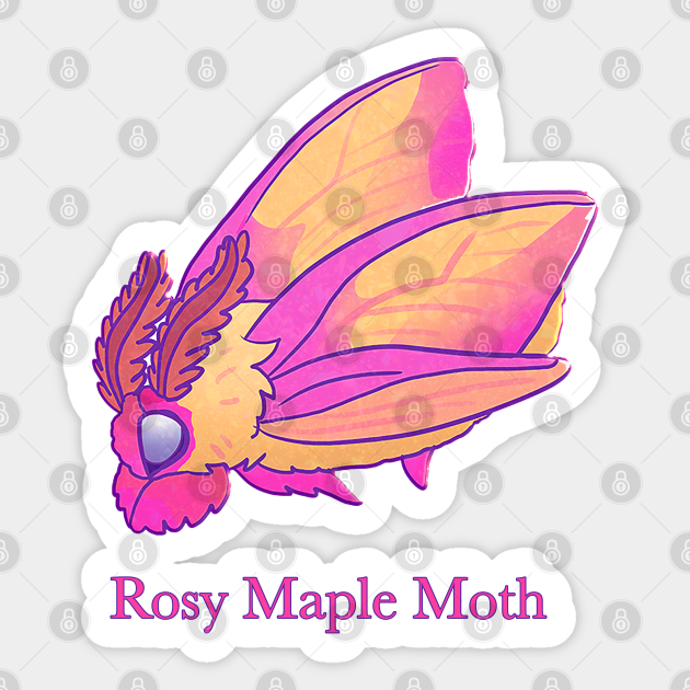 Rosy Maple Moth - Rosy Maple Moth - Sticker | TeePublic