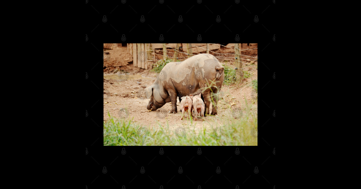 Pigs - Pig - Sticker | TeePublic