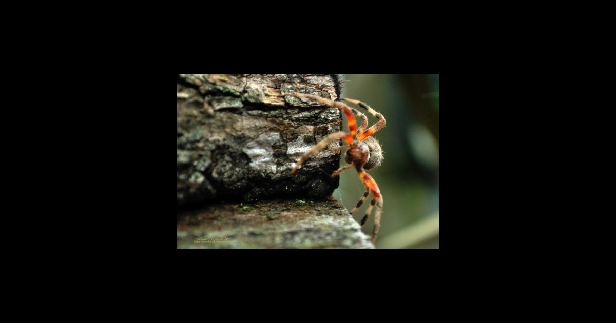 Spider At Work - Spider Bugs Insects Gardens Backyards - Posters and ...