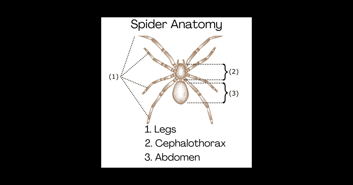 Spider Anatomy Spiders Sticker Teepublic