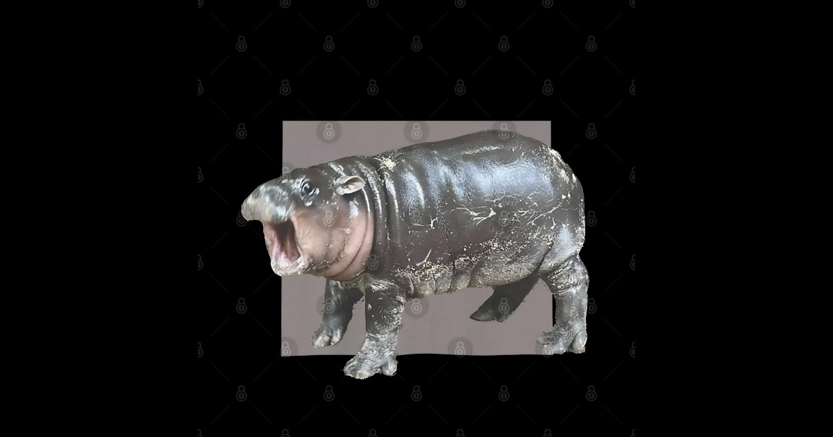 Cute Baby Hippo Moo Deng Bouncy Pig in Thai Hippopotamus - Moo Deng ...