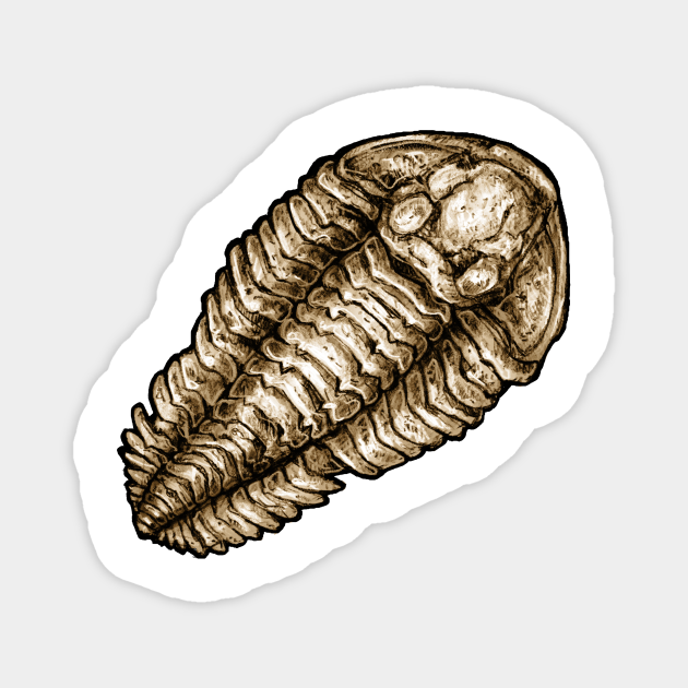 Calymene Trilobite Fossil Sticker - Trilobite - Magnet | TeePublic