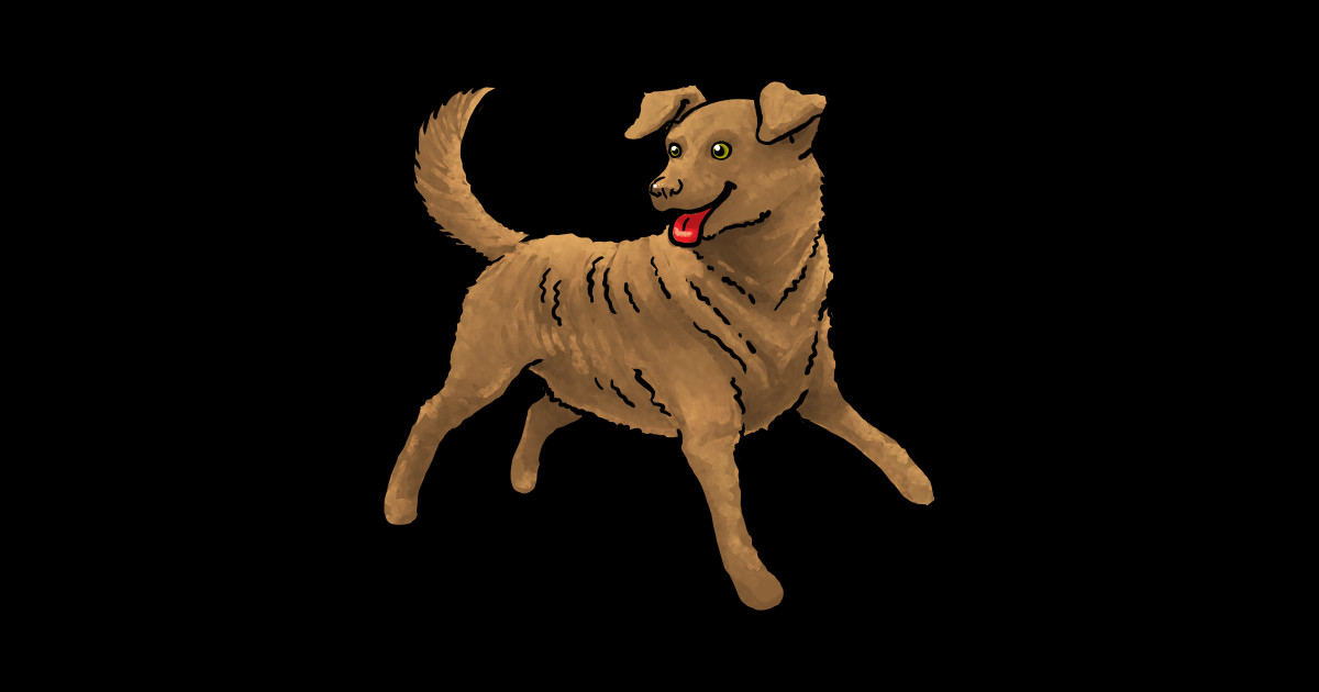 Dog - Chesapeake Bay Retriever - Sedge - Chesapeake Bay Retriever ...