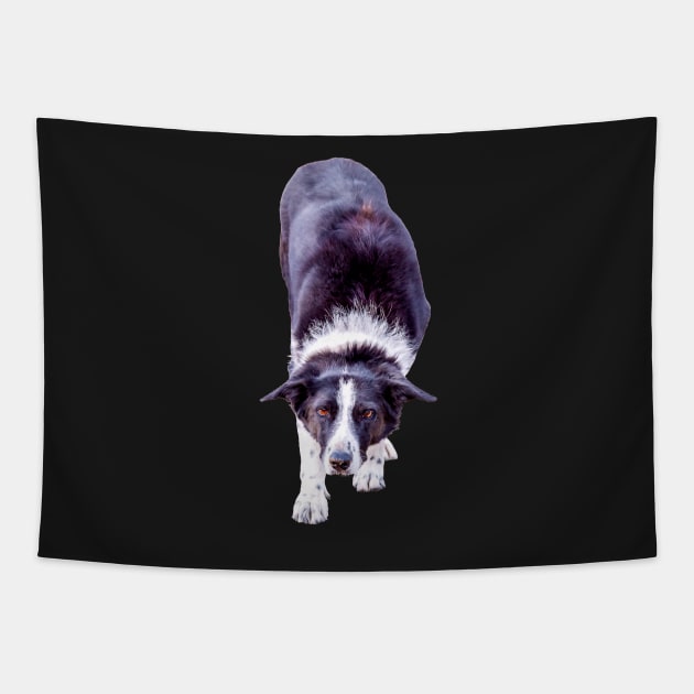 Border Collie Playing Fetch Sticker - Dog - Tapestry | TeePublic