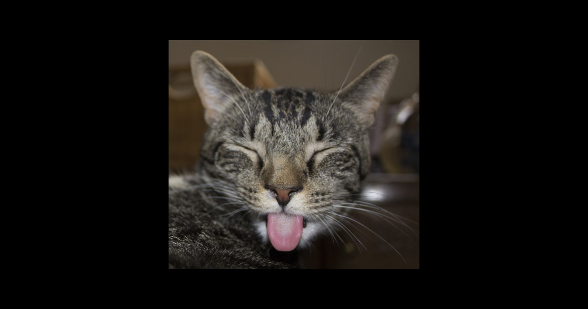 Senpai Cat - Senpai - Sticker | TeePublic