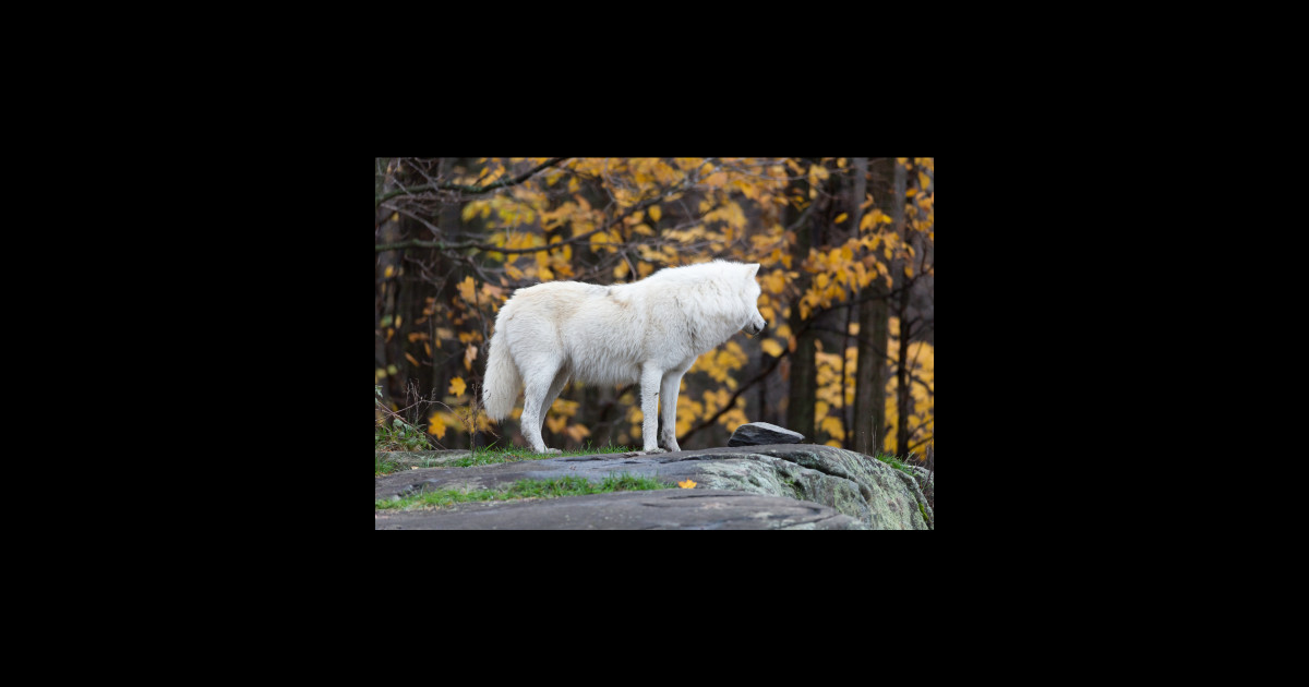 Arctic Wolf - Parc Omega, Quebec - Wolf - Sticker | TeePublic