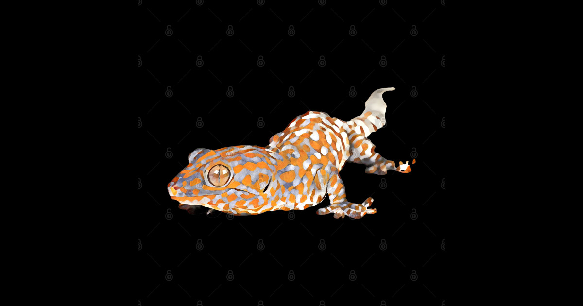 Tokay gecko with scientific name - Gecko - Sticker | TeePublic