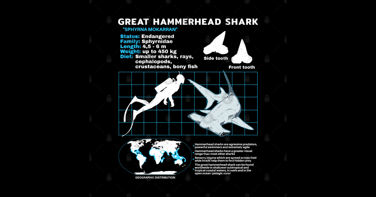 Great hammerhead shark data sheet - Hammerhead Shark Fact Sheet ...