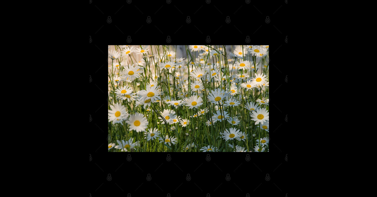 Wild Oxeye Daisies in Spring - Oxeye - Sticker | TeePublic