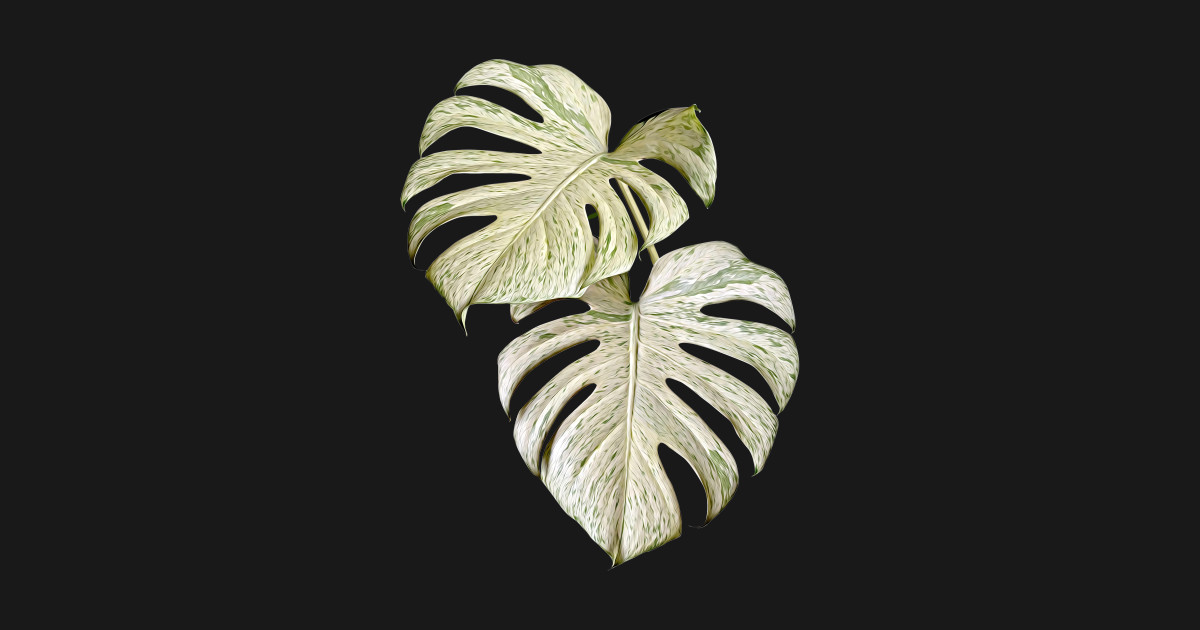 MONSTERA WHITE MONSTER KUNZO PRIDE - Monstera Leaves Monstera - T-Shirt ...