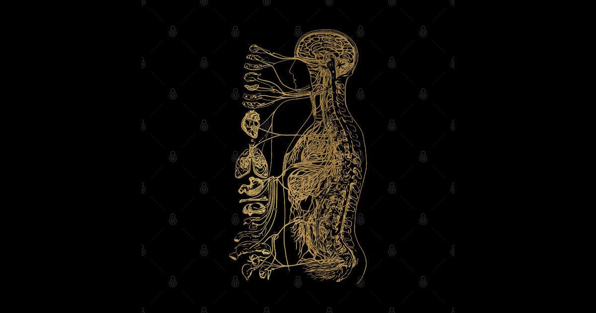 Autonomic Nervous System - Nervous System Artwork - Sticker | TeePublic