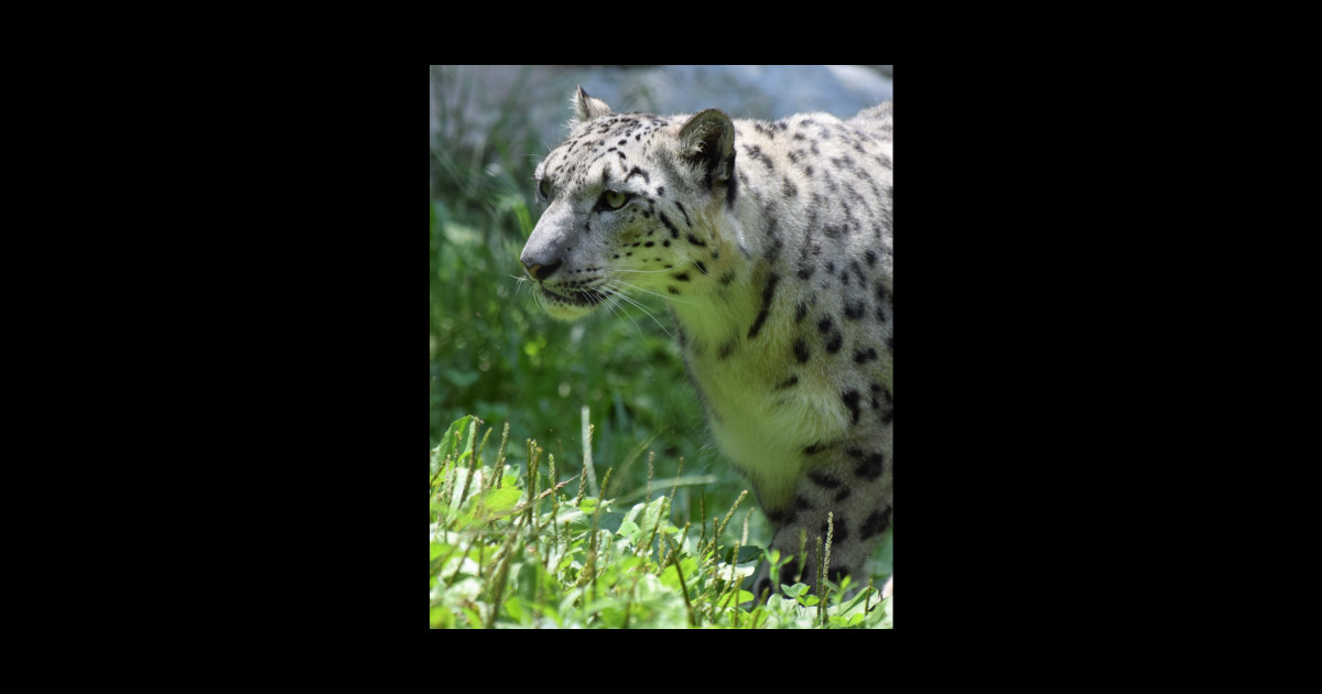 What Matters is Intent - Snow Leopard - Sticker | TeePublic