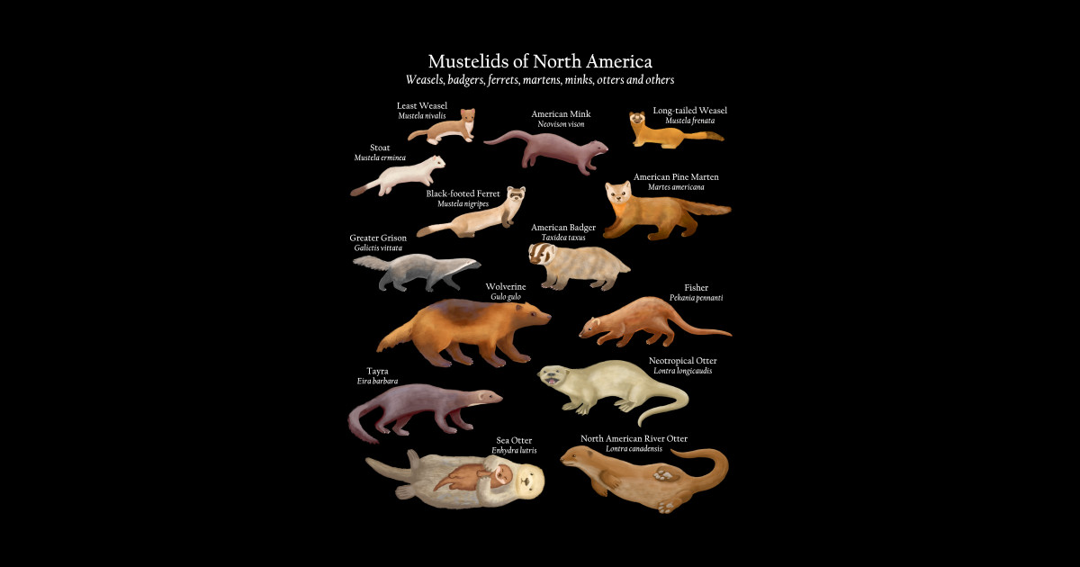 Mustelids of North America: Weasels, Otters, and Others - Mustelid ...