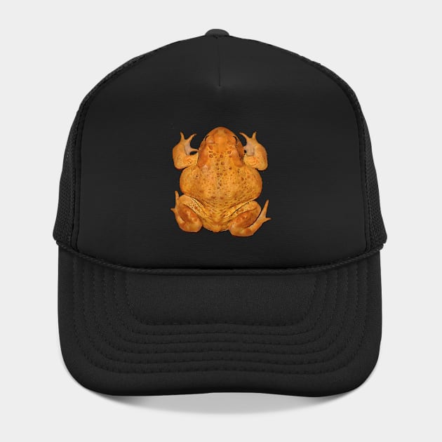 Anatomy of A Toad Black Outline Art - Herpetology Gift - Hat | TeePublic
