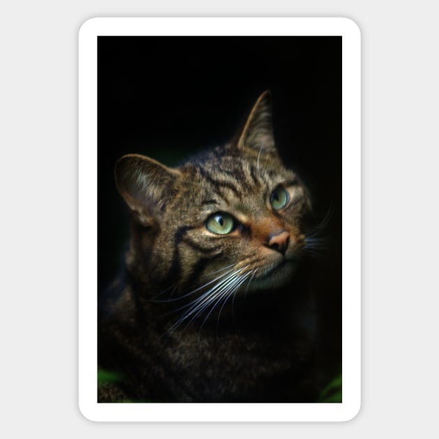 Scottish Wild Cat - Scottish Wild Cat - Sticker | TeePublic