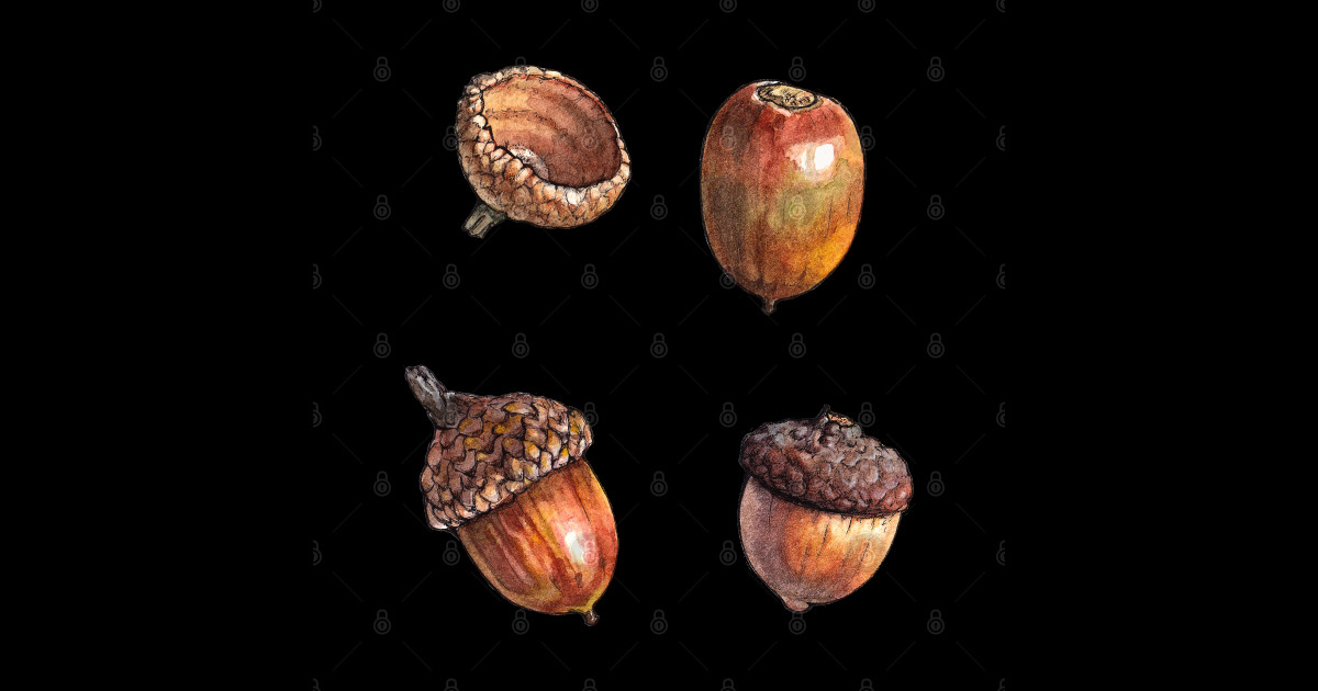 Watercolor Acorn Bundle - Acorn - Sticker | TeePublic