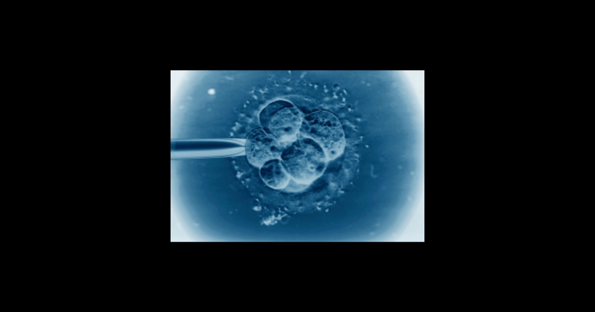 IVF embryo, light micrograph; C010/4966 - Science Lover - Posters and ...
