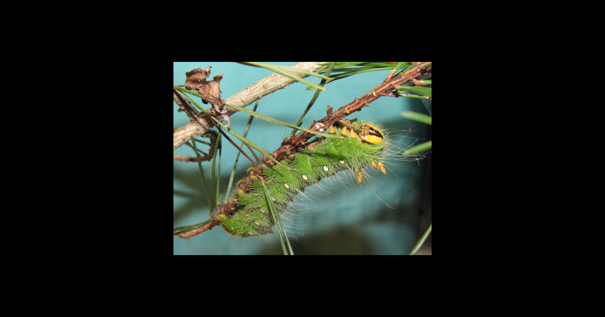 Imperial Moth Caterpillar - Imperial Moth Caterpillar - Sticker | TeePublic
