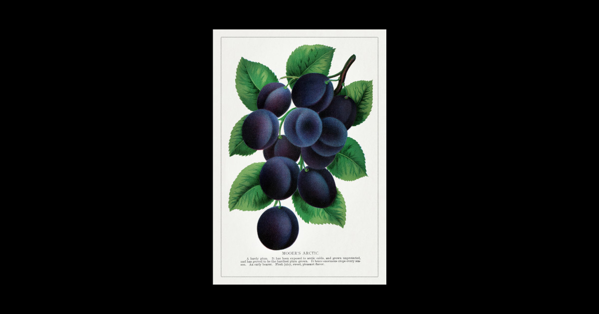 Mooer's Arctic Plum Lithograph (1900) - Botanical Print - Sticker ...