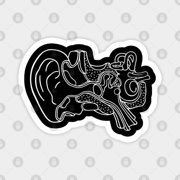 White Line Drawing of Inner Ear Anatomy Illustration - Inner Ear ...