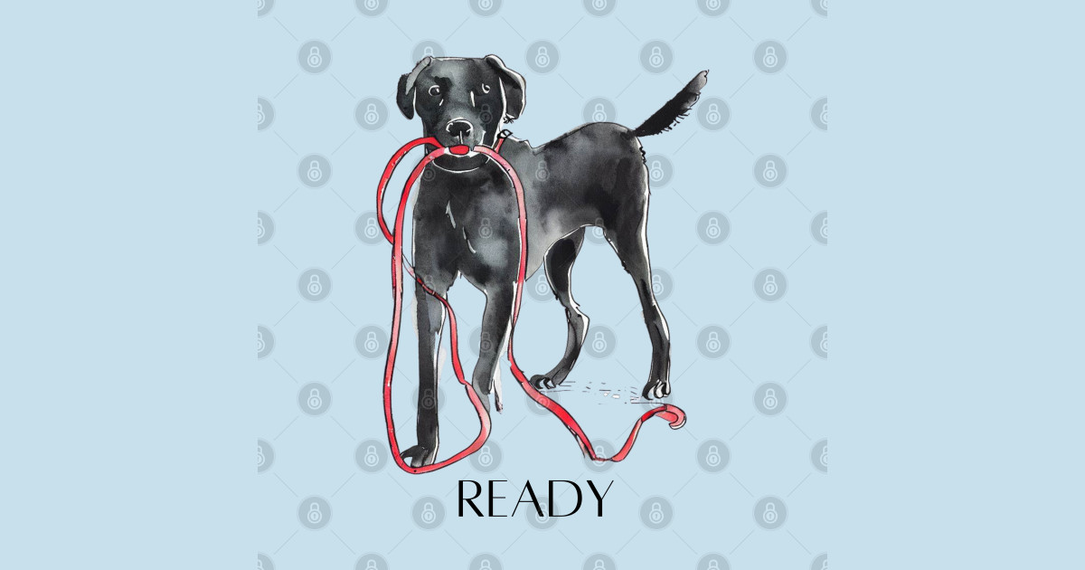 READY DOG Labrador with Leash - Cute Labrador Dog Ready With Leash - T ...